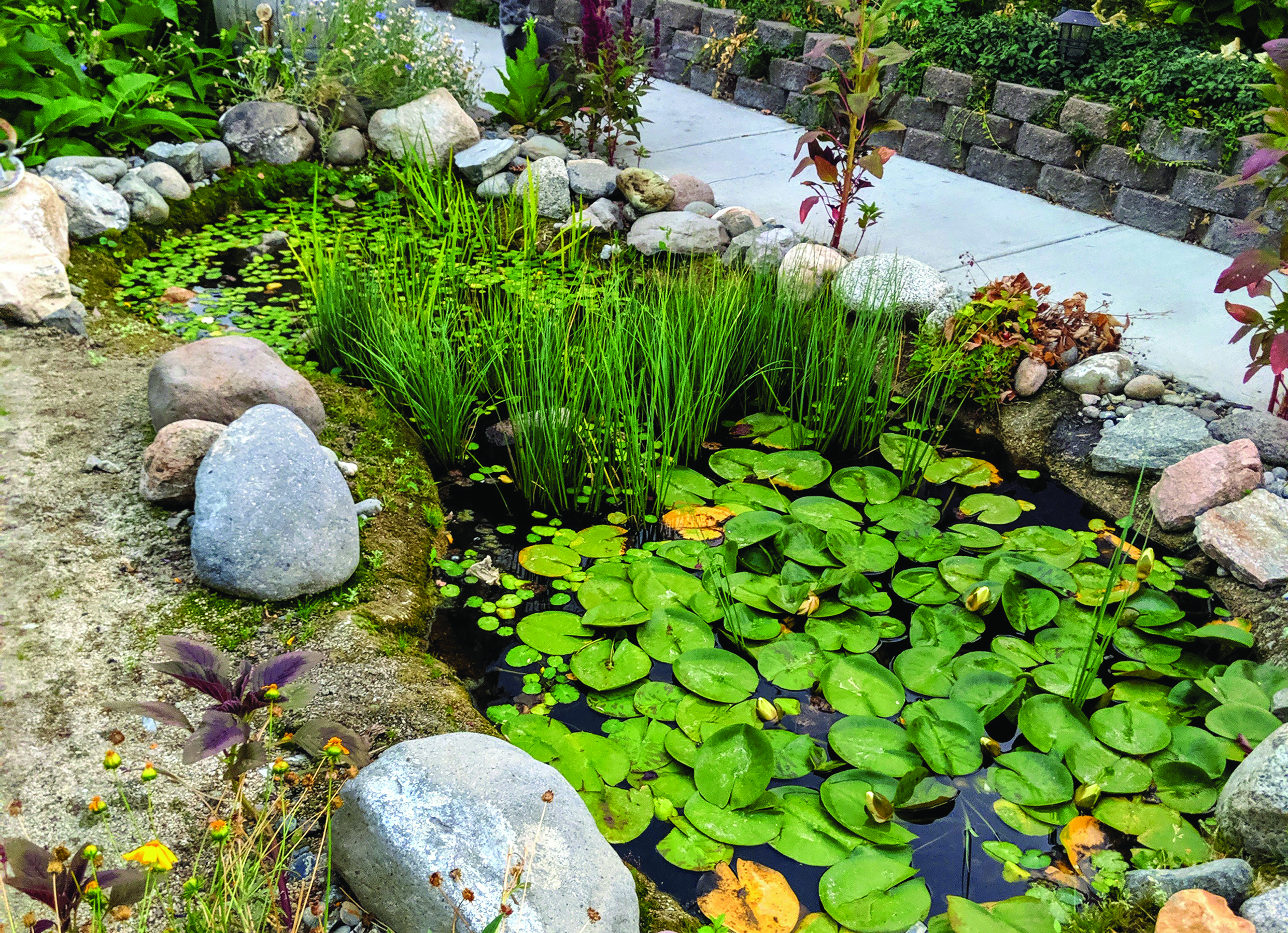 Backyard Pond Magazines
